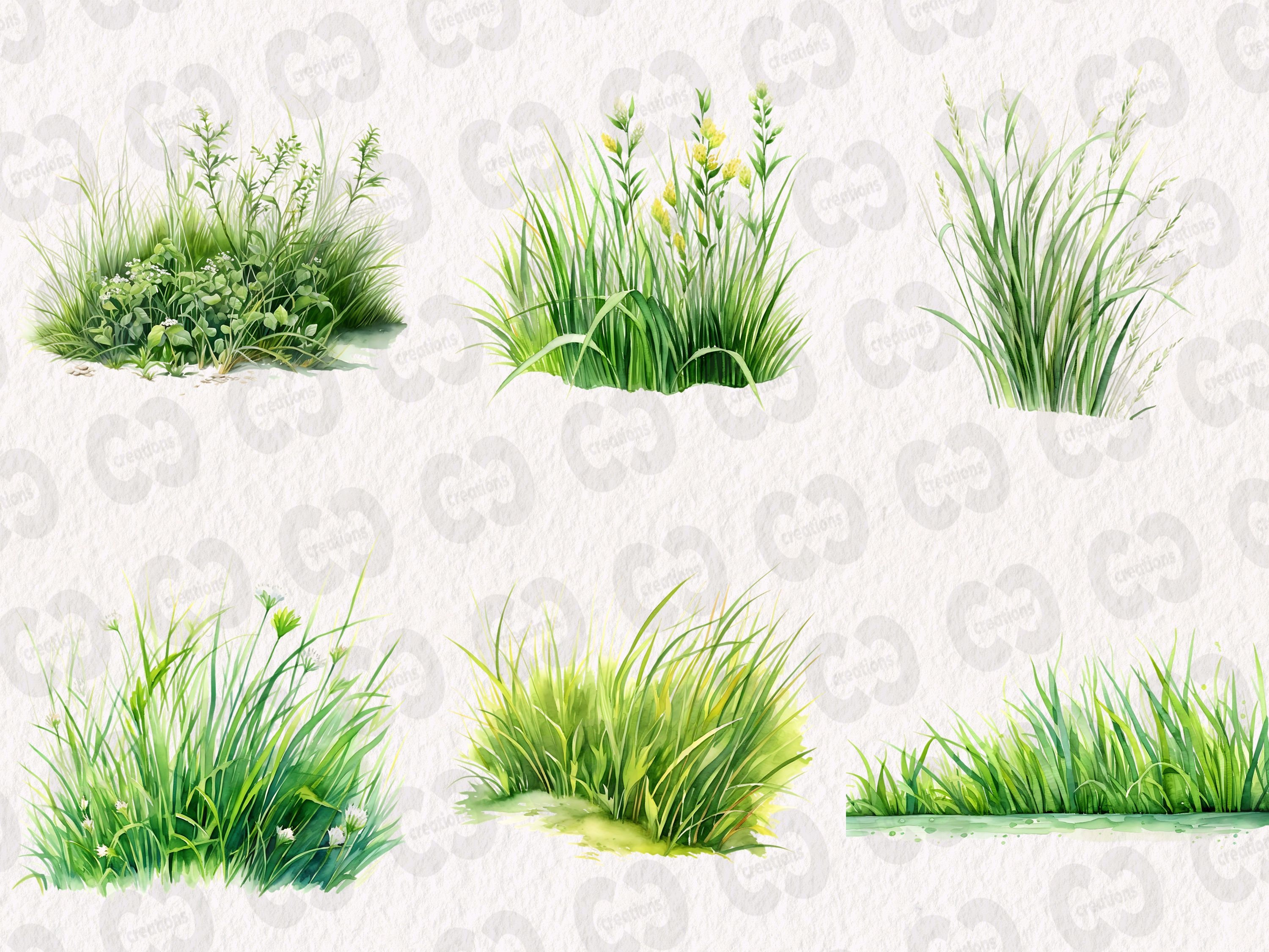 Watercolor Grass Clipart Bundle, Botanical Grass Borders, Tufts of ...