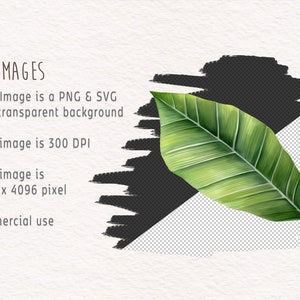Watercolor Tropical Leaves Clipart, Jungle Graphics in PNG and SVG ...