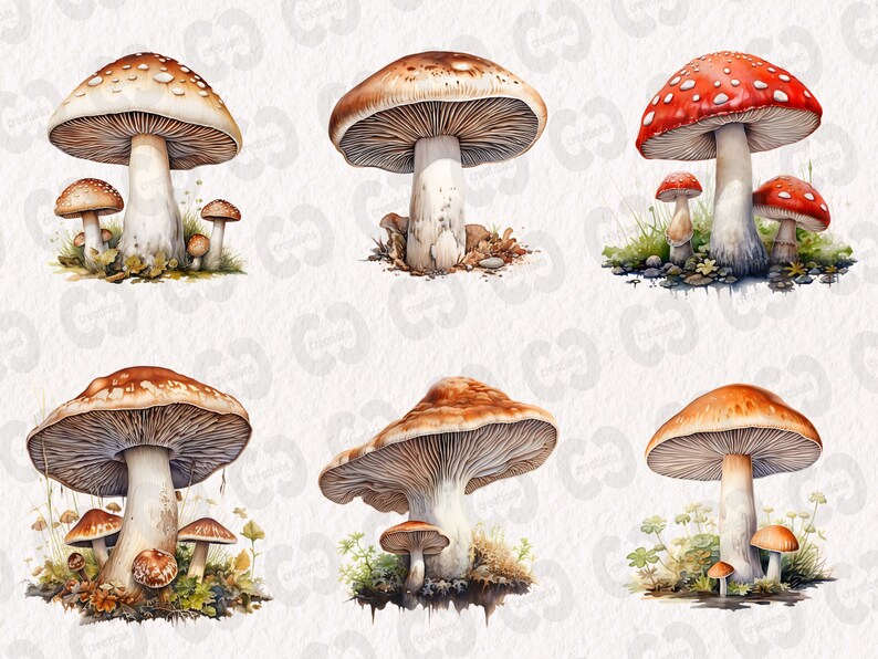Watercolor Mushrooms Clipart Bundle, Beatiful Forest Graphics, Digital ...