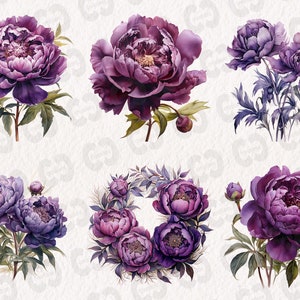 Watercolor Purple Peonies Clipart, Peony Flower Graphics in PNG and SVG ...