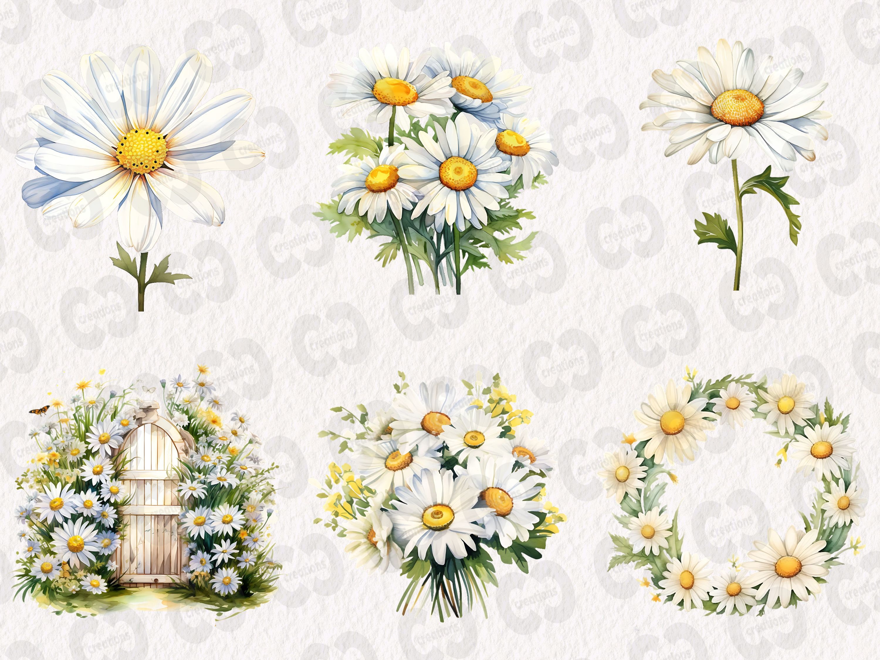 Watercolor Daisy Flower Clipart Bundle Cute Daises Graphics - Etsy