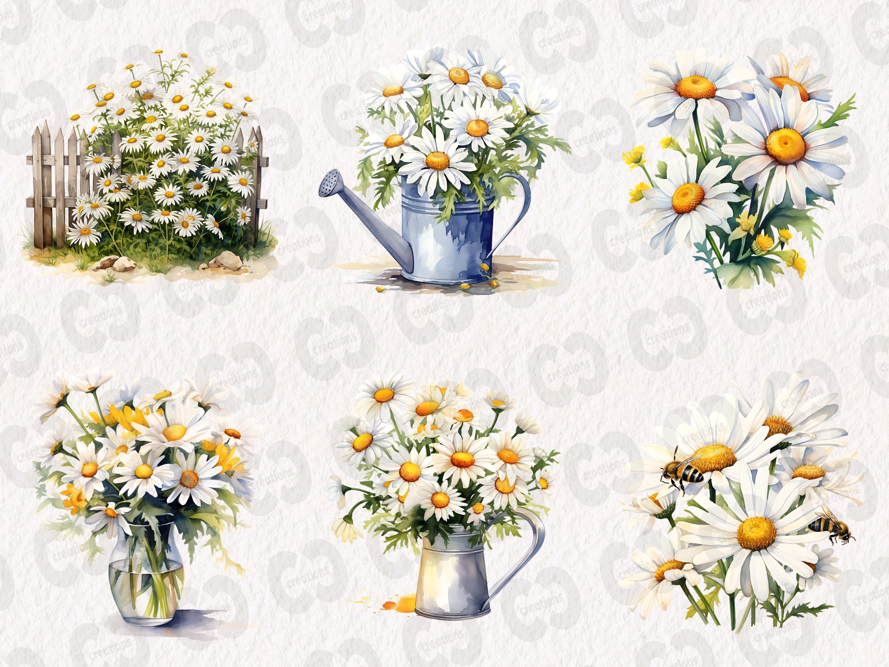 Watercolor Daisy Flower Clipart Bundle, Cute Daises Graphics, Digital ...