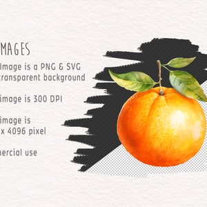 Watercolor Fruits Clipart Bundle, Cute Food Graphics in PNG and SVG ...