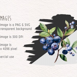 Watercolor Blueberry Clipart Bundle, Cute Food Graphics in PNG and SVG ...