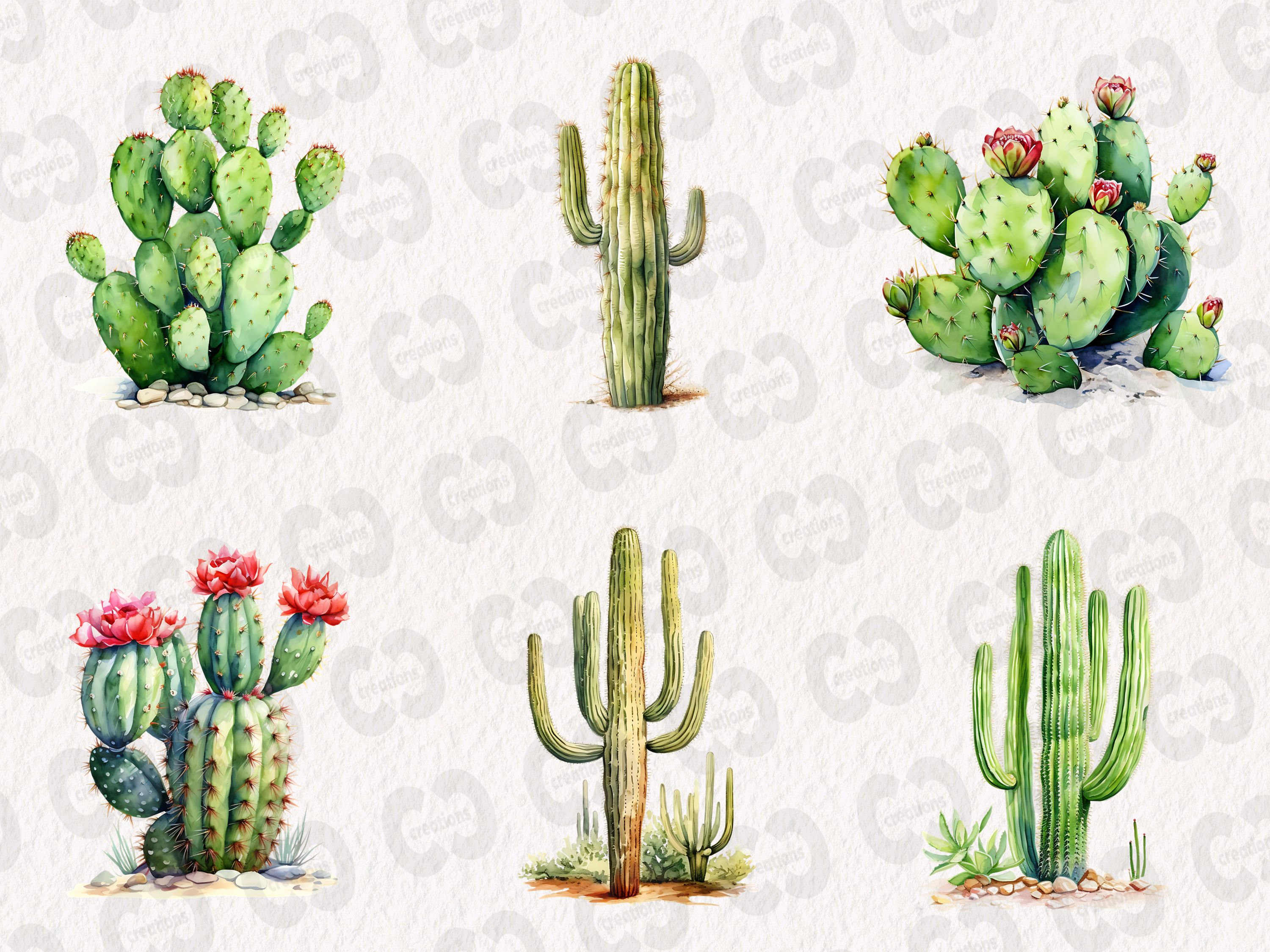 Watercolor Desert Cactus Clipart, Cacti Graphics in PNG and SVG Format ...