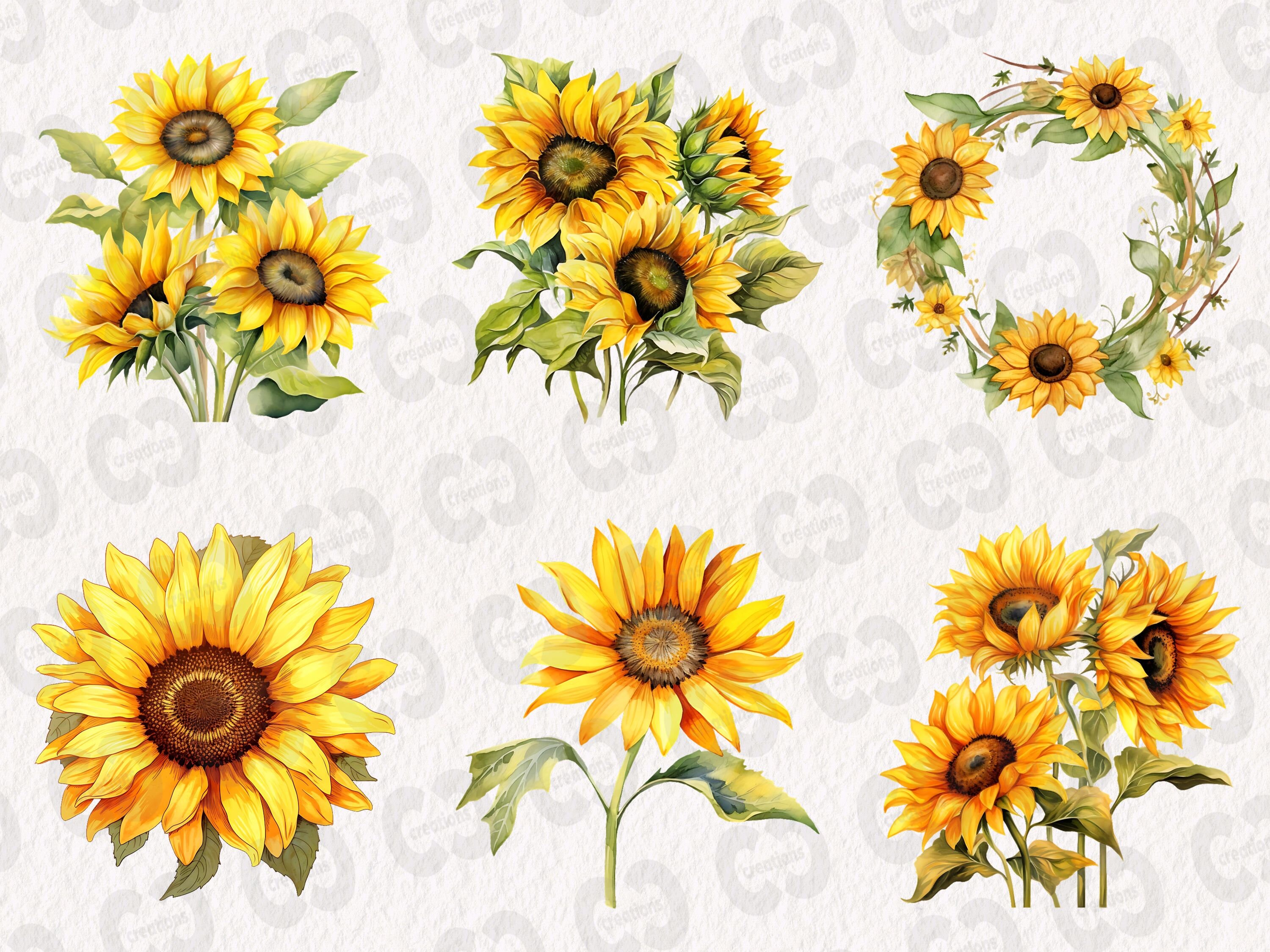 Watercolor Sunflowers Clipart Bundle Autumn Sunflower - Etsy