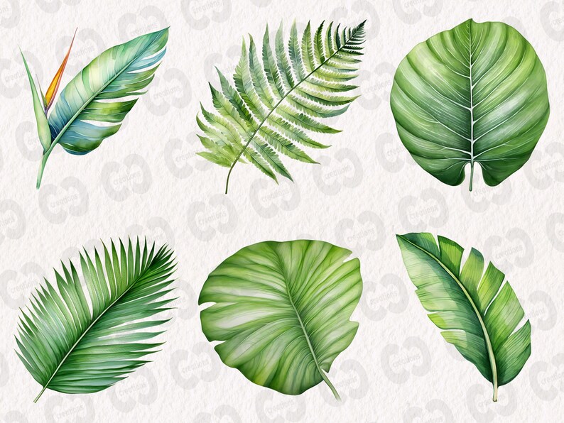 Watercolor Tropical Leaves Clipart, Jungle Graphics in PNG and SVG ...
