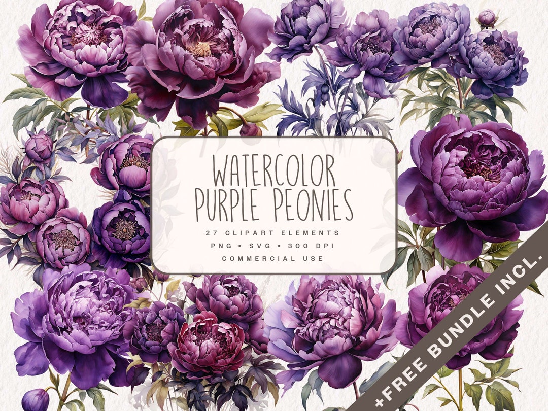 Watercolor Purple Peonies Clipart, Peony Flower Graphics in PNG and SVG ...