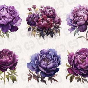 Watercolor Purple Peonies Clipart, Peony Flower Graphics in PNG and SVG ...