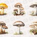 Watercolor Mushrooms Clipart Bundle, Beatiful Forest Graphics, Digital ...