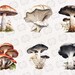 Watercolor Mushrooms Clipart Bundle, Beatiful Forest Graphics, Digital ...