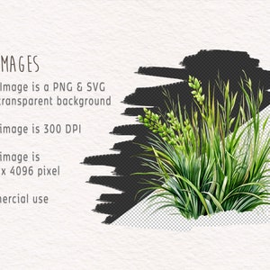 Watercolor Grass Clipart Bundle, Botanical Grass Borders, Tufts of ...