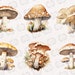 Watercolor Mushrooms Clipart Bundle, Beatiful Forest Graphics, Digital ...
