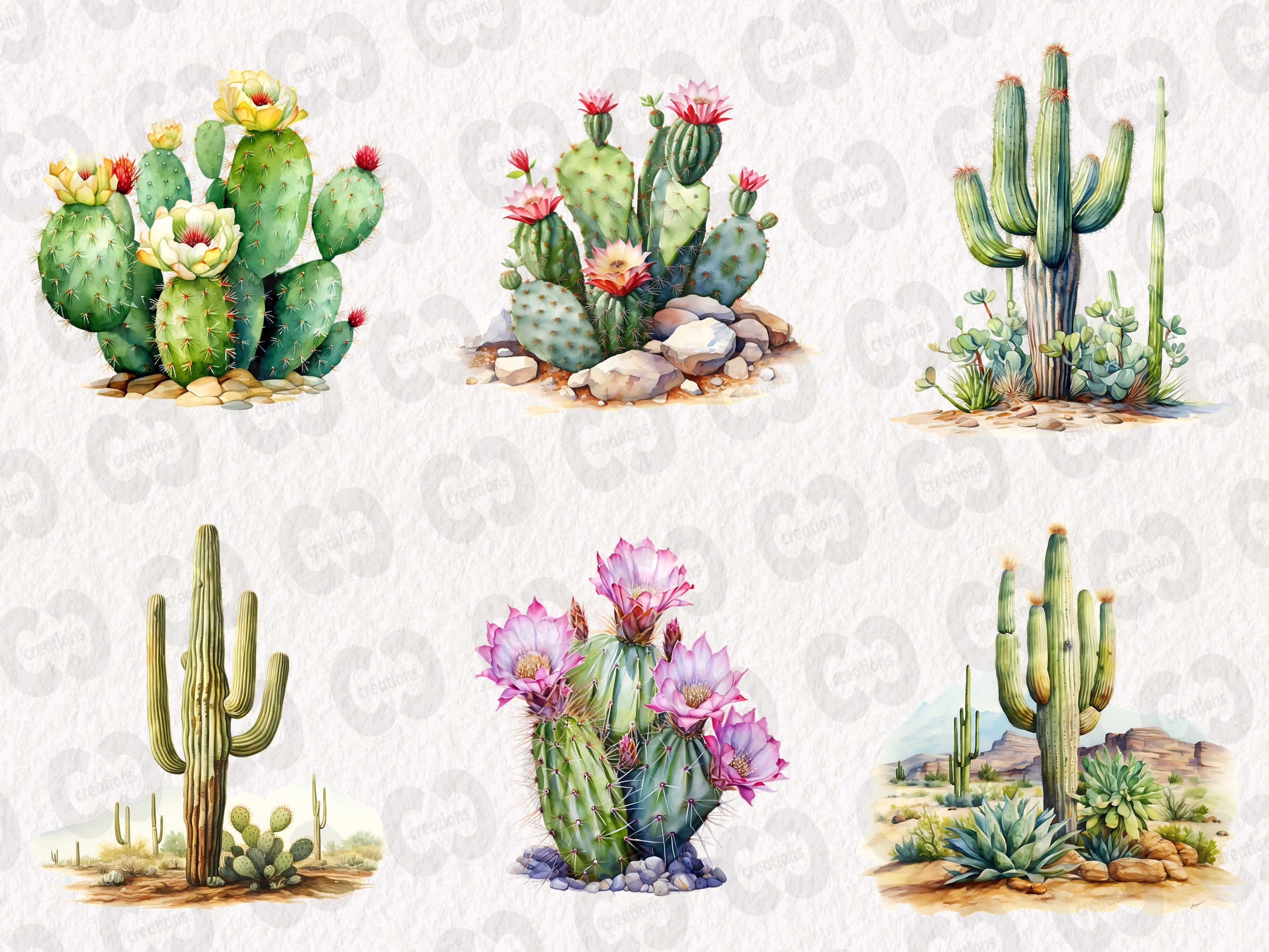 Watercolor Desert Cactus Clipart, Cacti Graphics in PNG and SVG Format ...