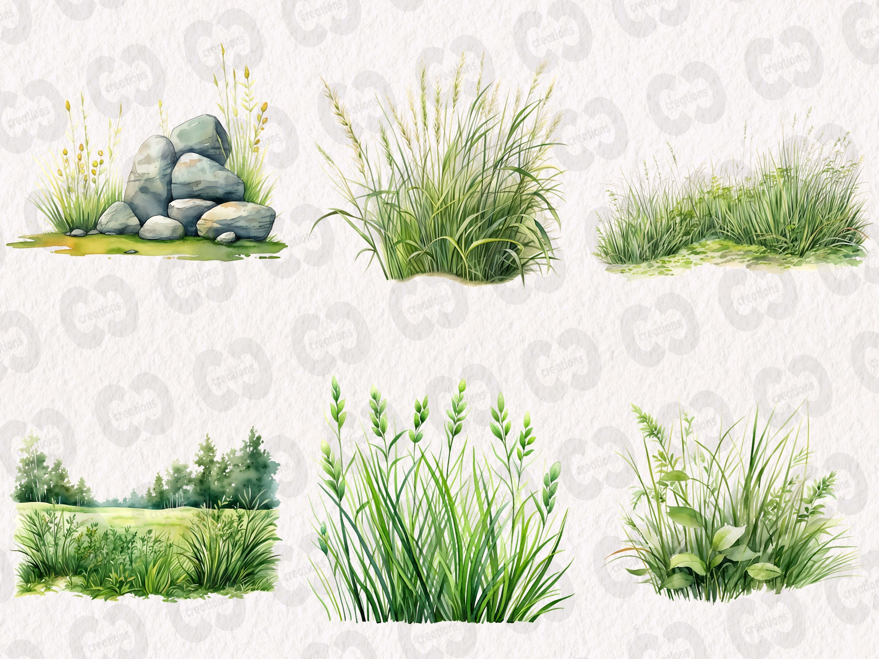 Watercolor Grass Clipart Bundle, Botanical Grass Borders, Tufts of ...