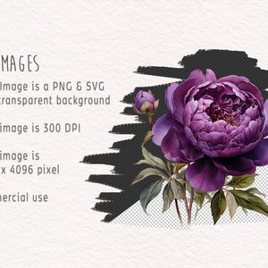 Watercolor Purple Peonies Clipart, Peony Flower Graphics in PNG and SVG ...