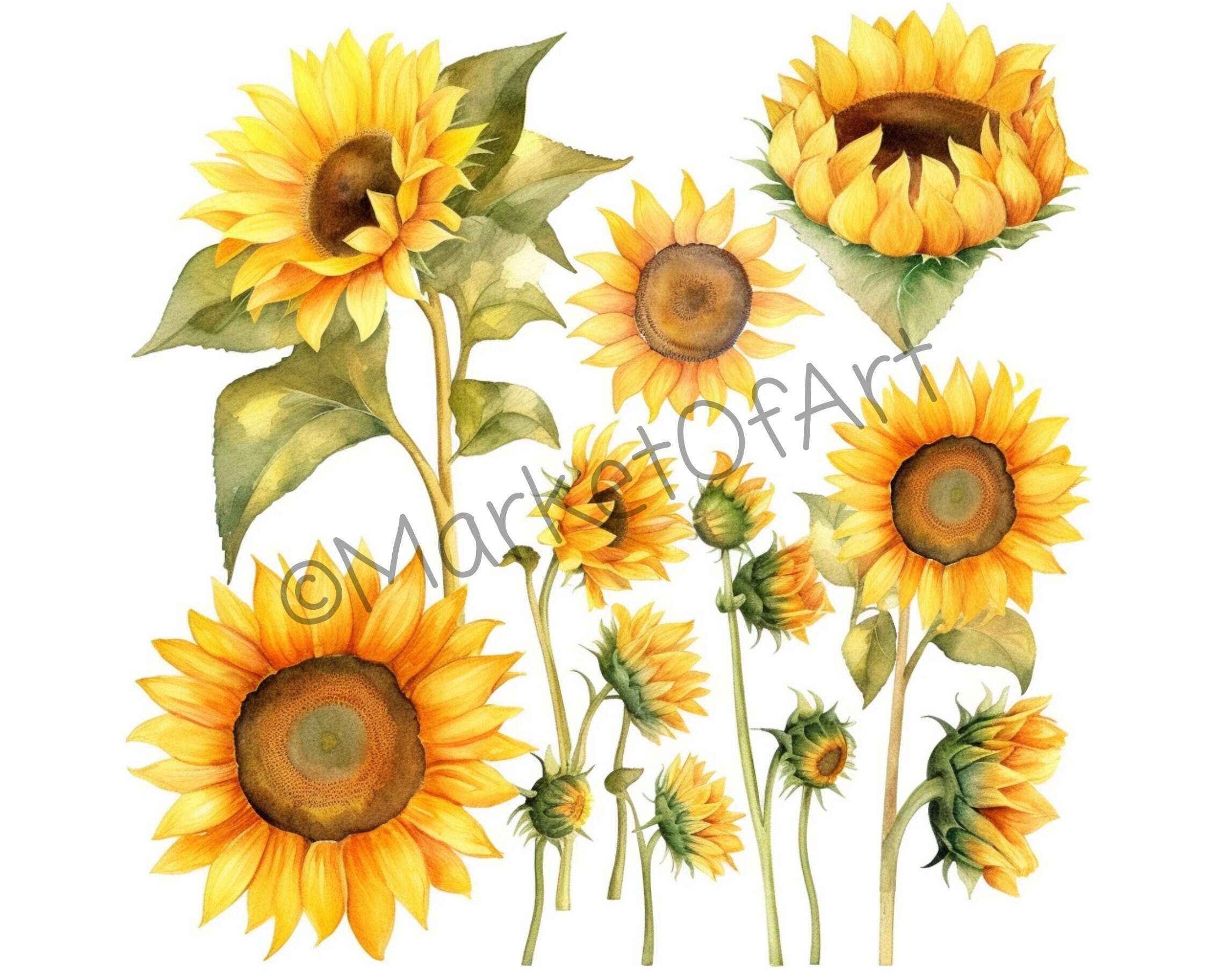 25 Amazing Sunflower Clipart Images | Watercolor Sunflower Clipart ...