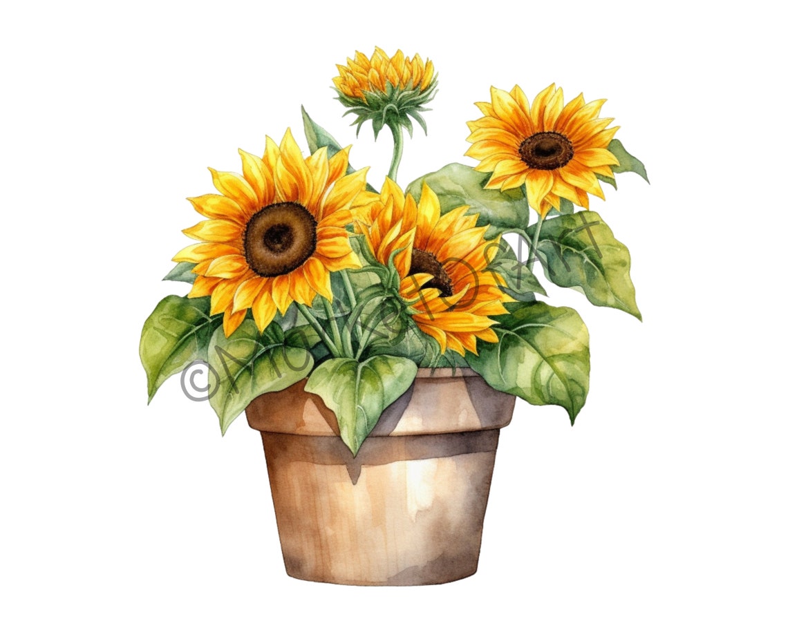 25 Amazing Sunflower Clipart Images | Watercolor Sunflower Clipart ...