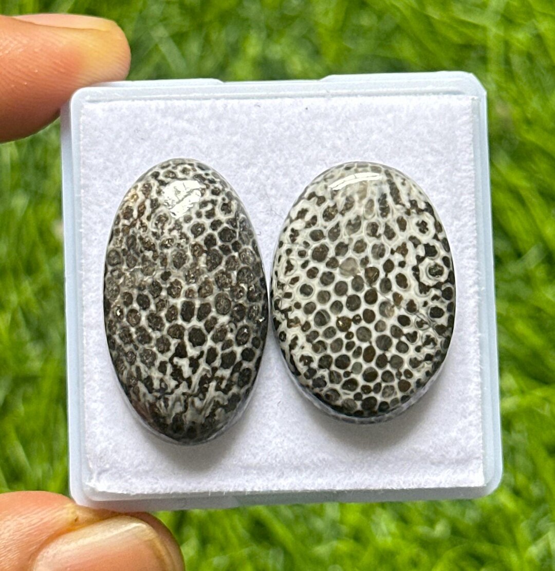 Indonesia Natural Snakeskin Agate Cabochon - Fossilized Wrasse ...