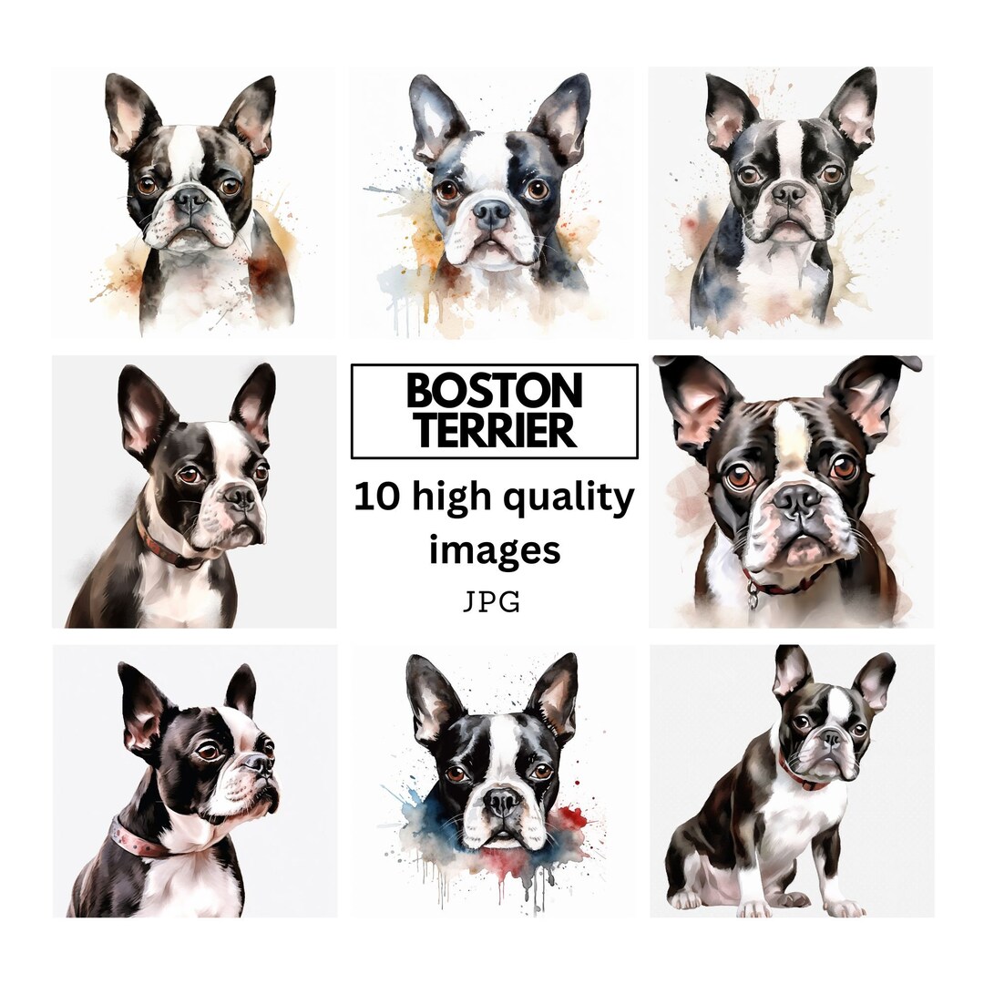 Boston Terrier Clipart White Background 10 High Quality Jpgs Digital ...