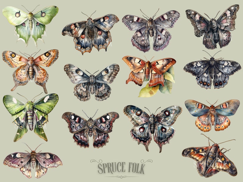 Watercolor Moth Themed Clipart | Collection of 70 | Moonlit Moths ...
