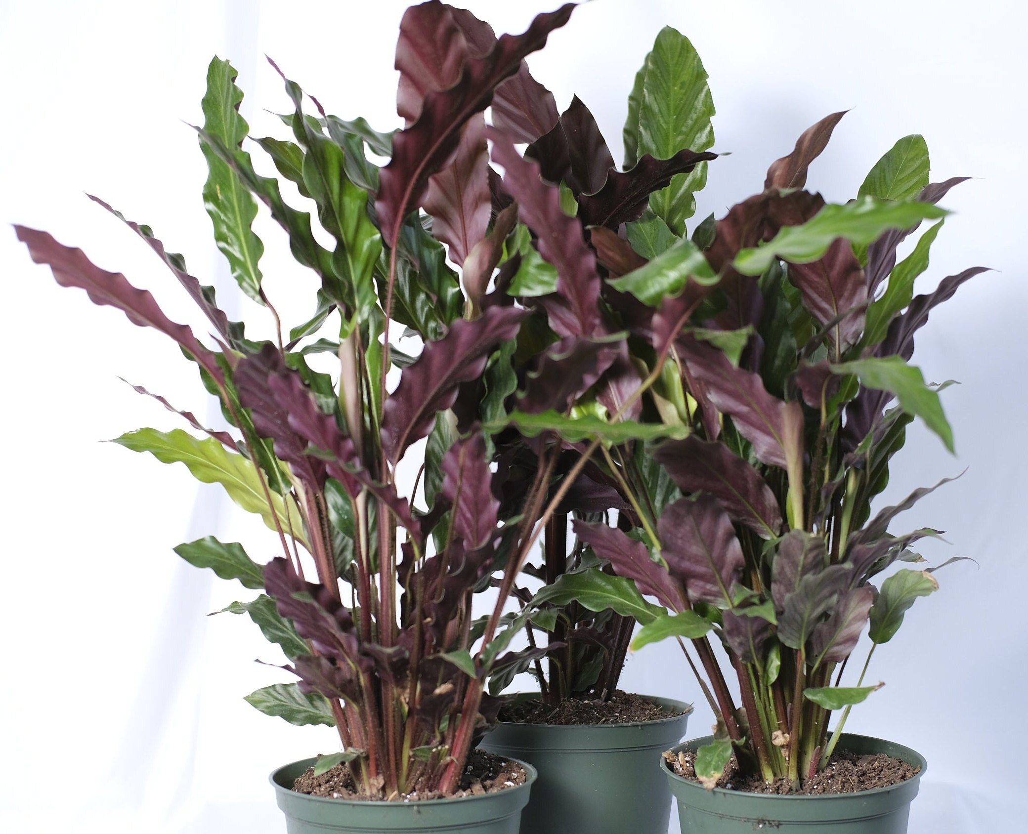 Calathea Rufibarba Furry Feather 6 - Etsy