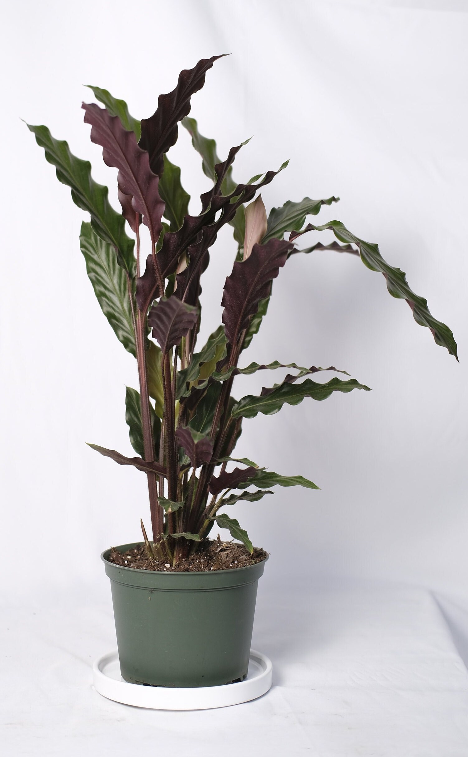 Calathea Rufibarba Furry Feather 6 - Etsy