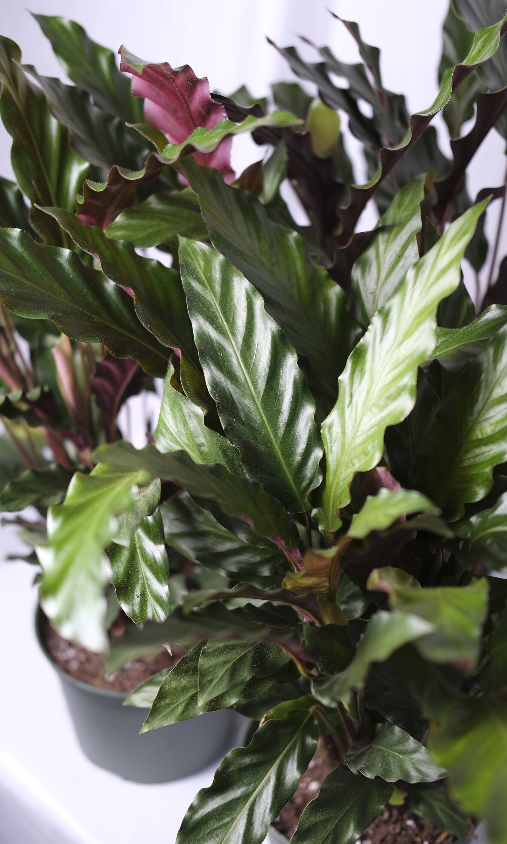 Calathea Rufibarba Furry Feather 6 - Etsy