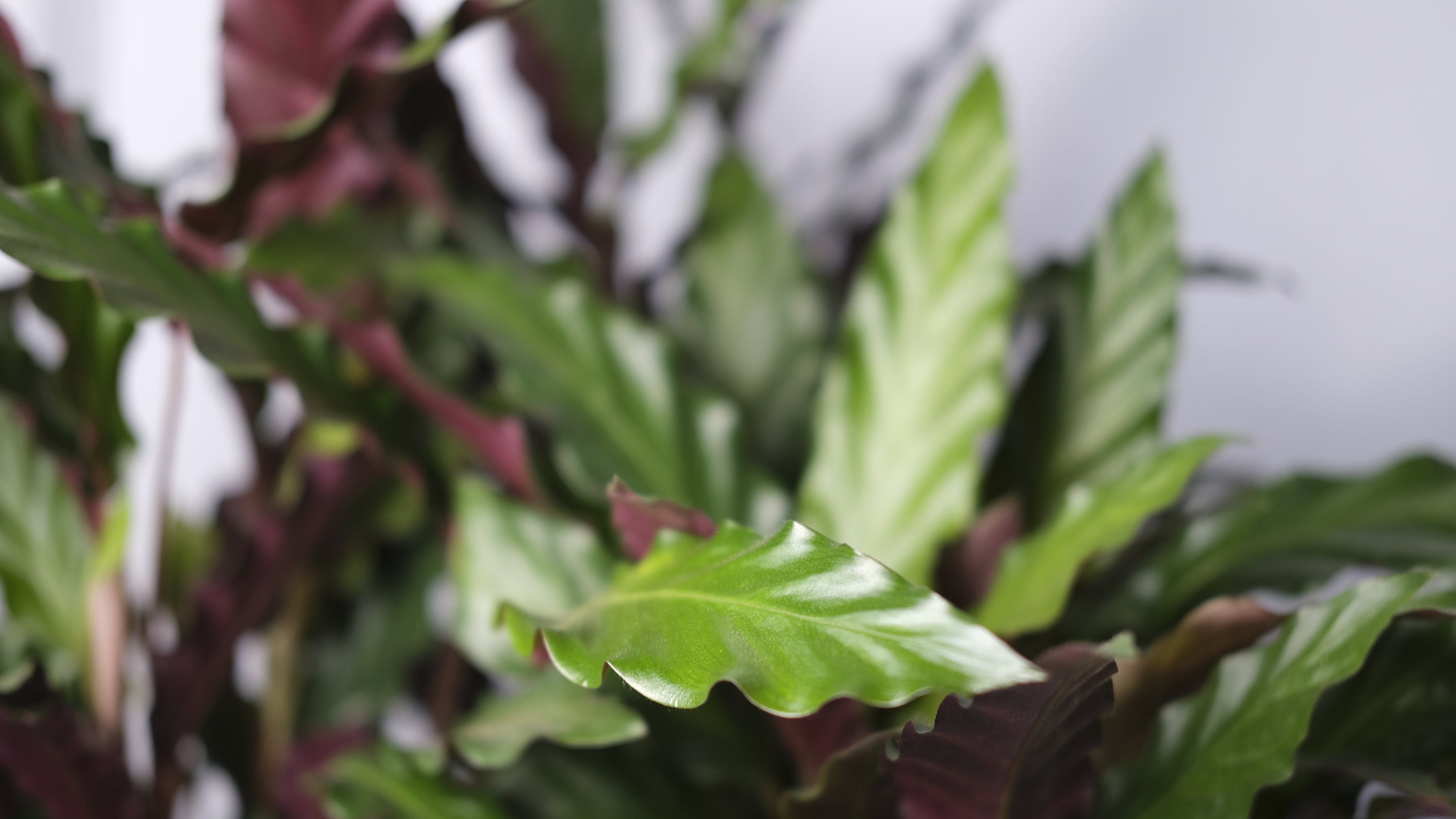 Calathea Rufibarba Furry Feather 6 - Etsy