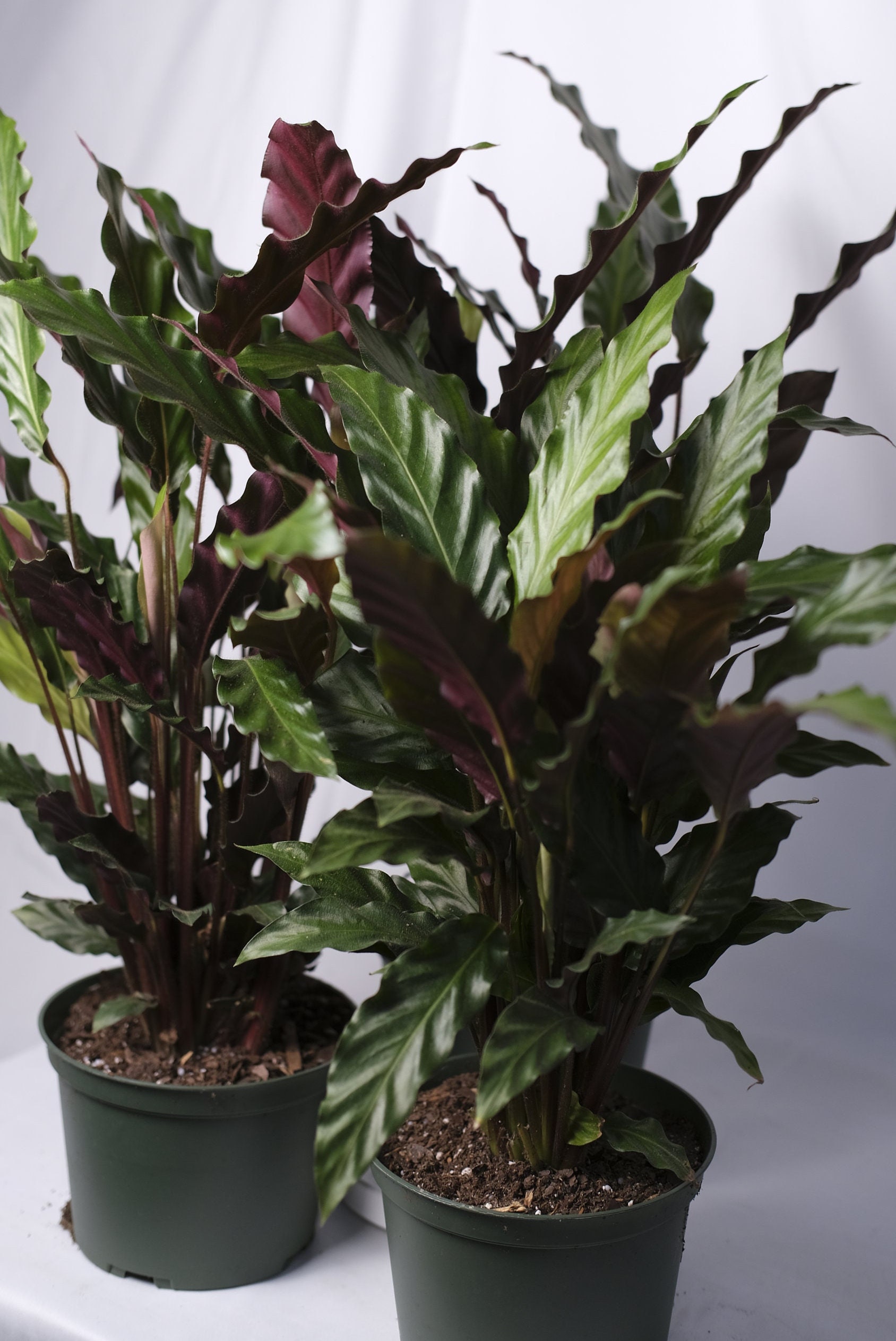 Calathea Rufibarba Furry Feather 6 - Etsy