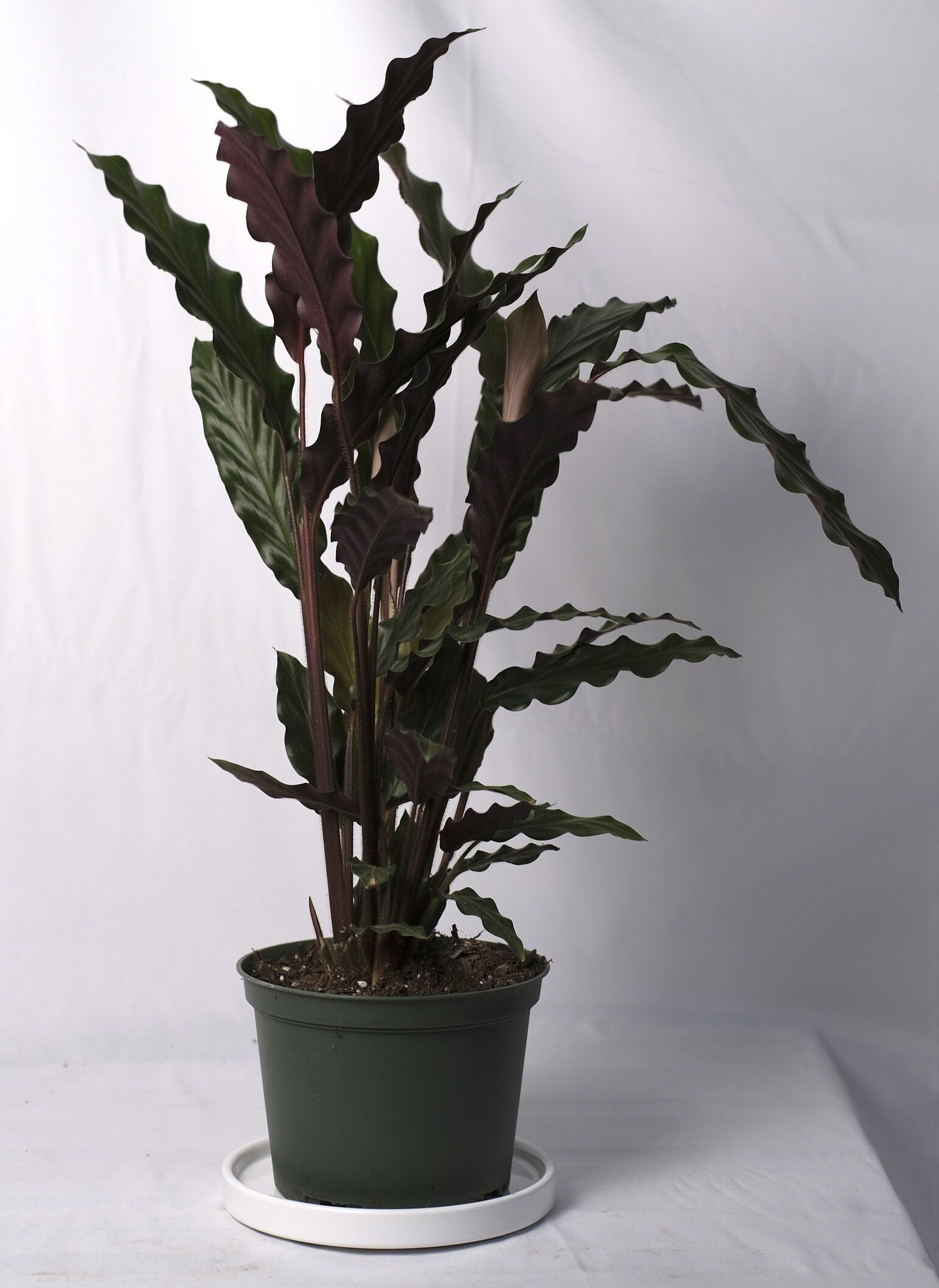 Calathea Rufibarba Furry Feather 6 - Etsy