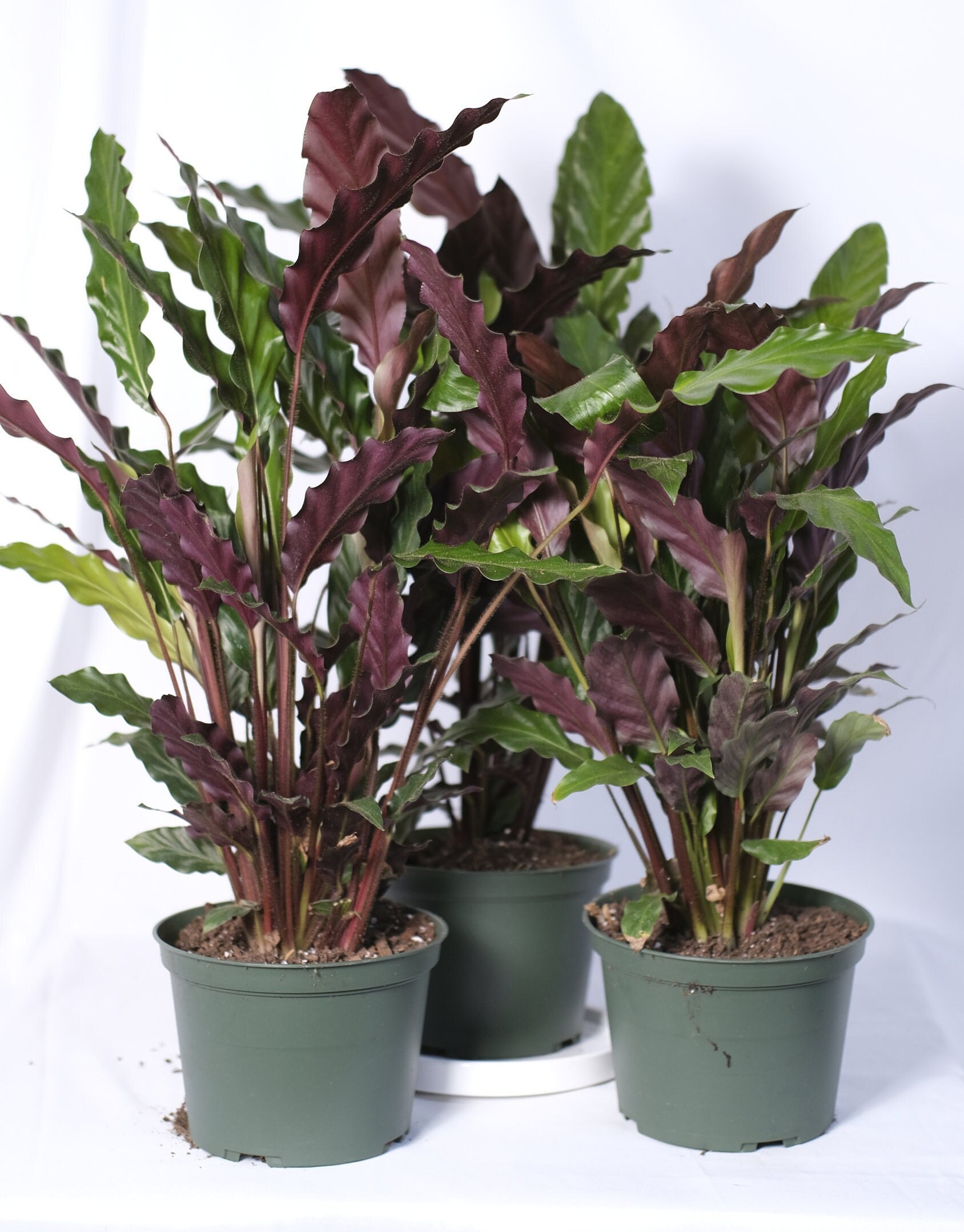 Calathea Rufibarba Furry Feather 6 - Etsy