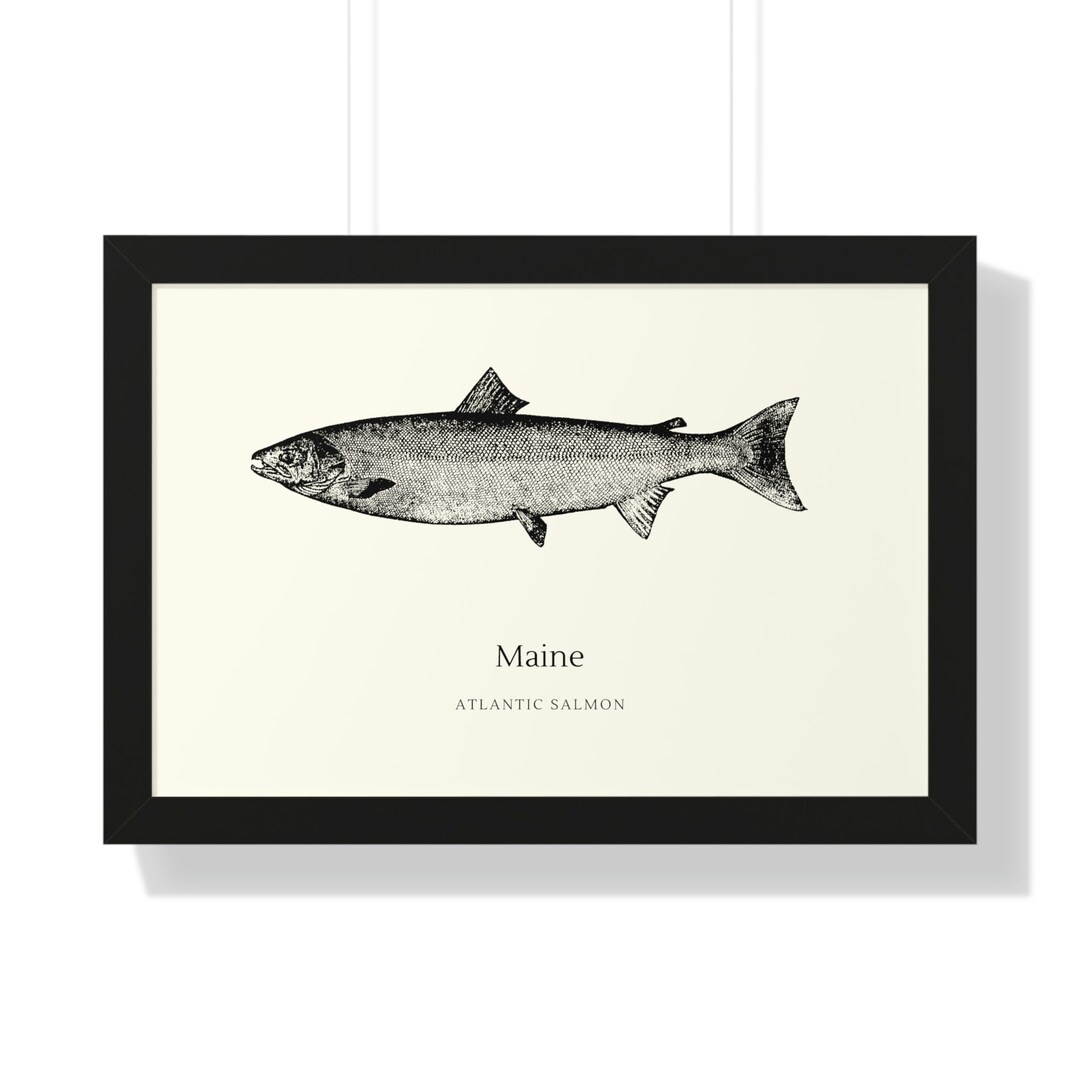 Vintage Maine Fish Framed Print - Atlantic Salmon- Nature Outdoor Wall ...