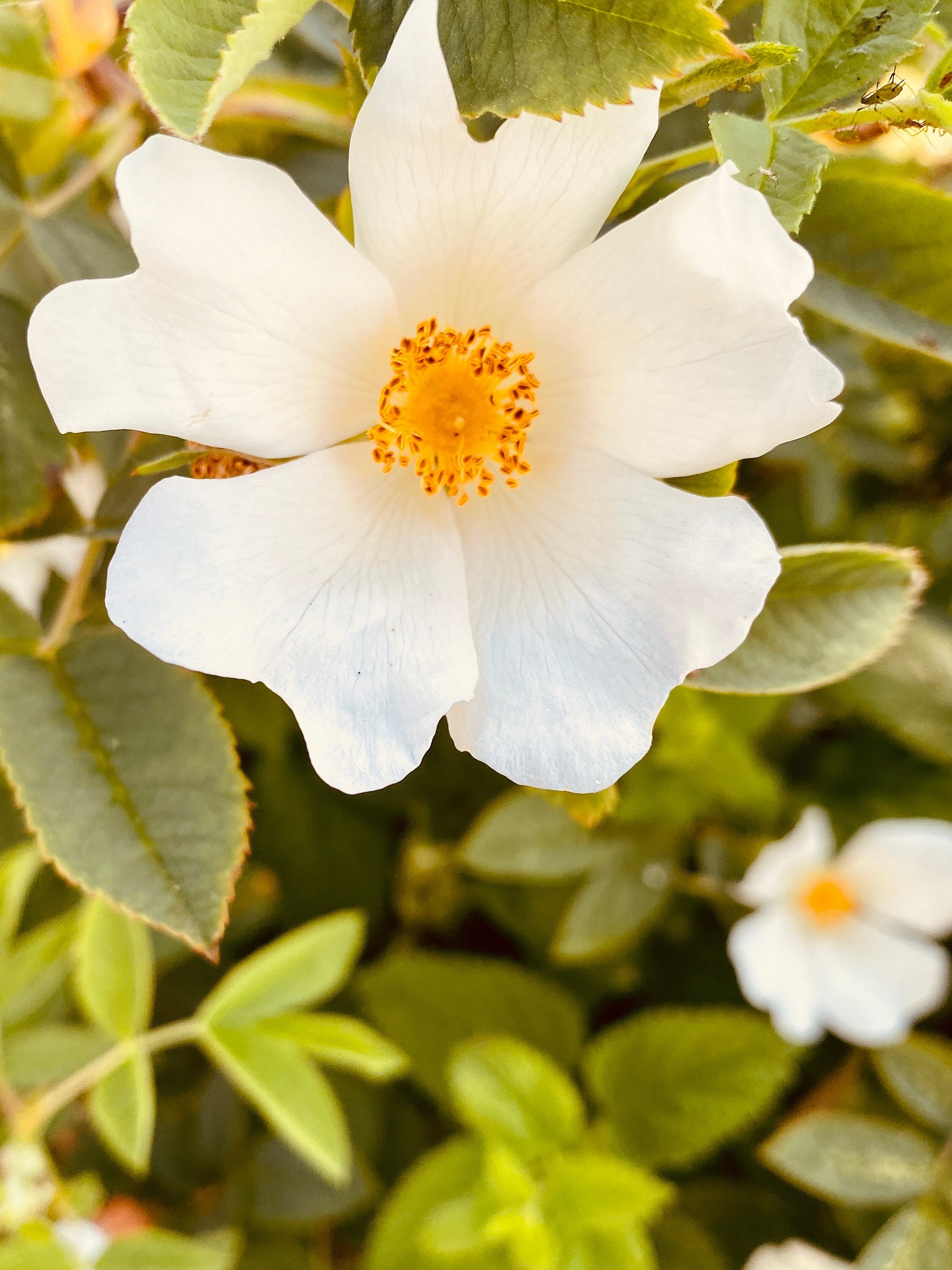 Flower Wall Art, Printable Flower Photo Art, Printable Flower Photo ...