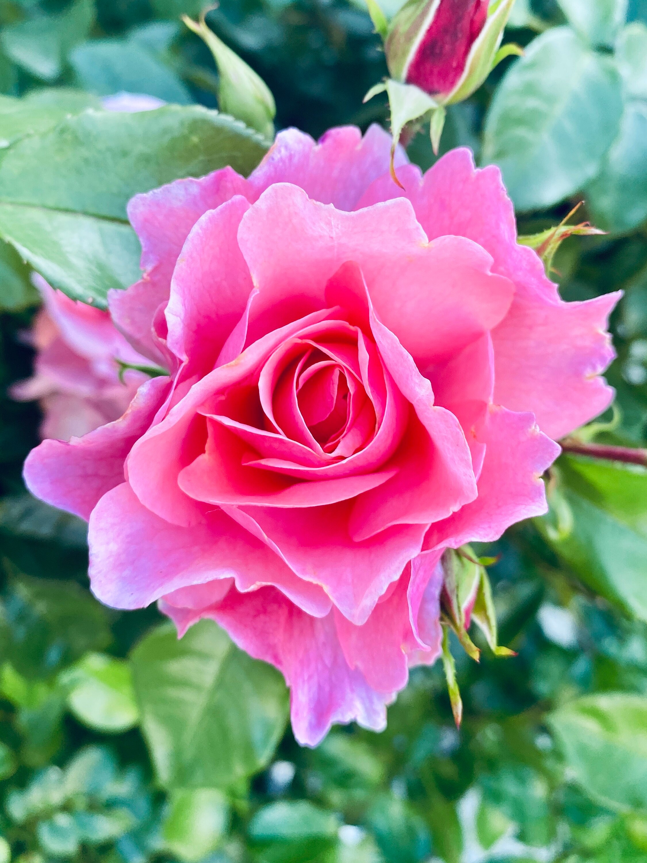 Pink Flower Wall Art, Printable Pink Flower Photo Art, Printable Flower ...