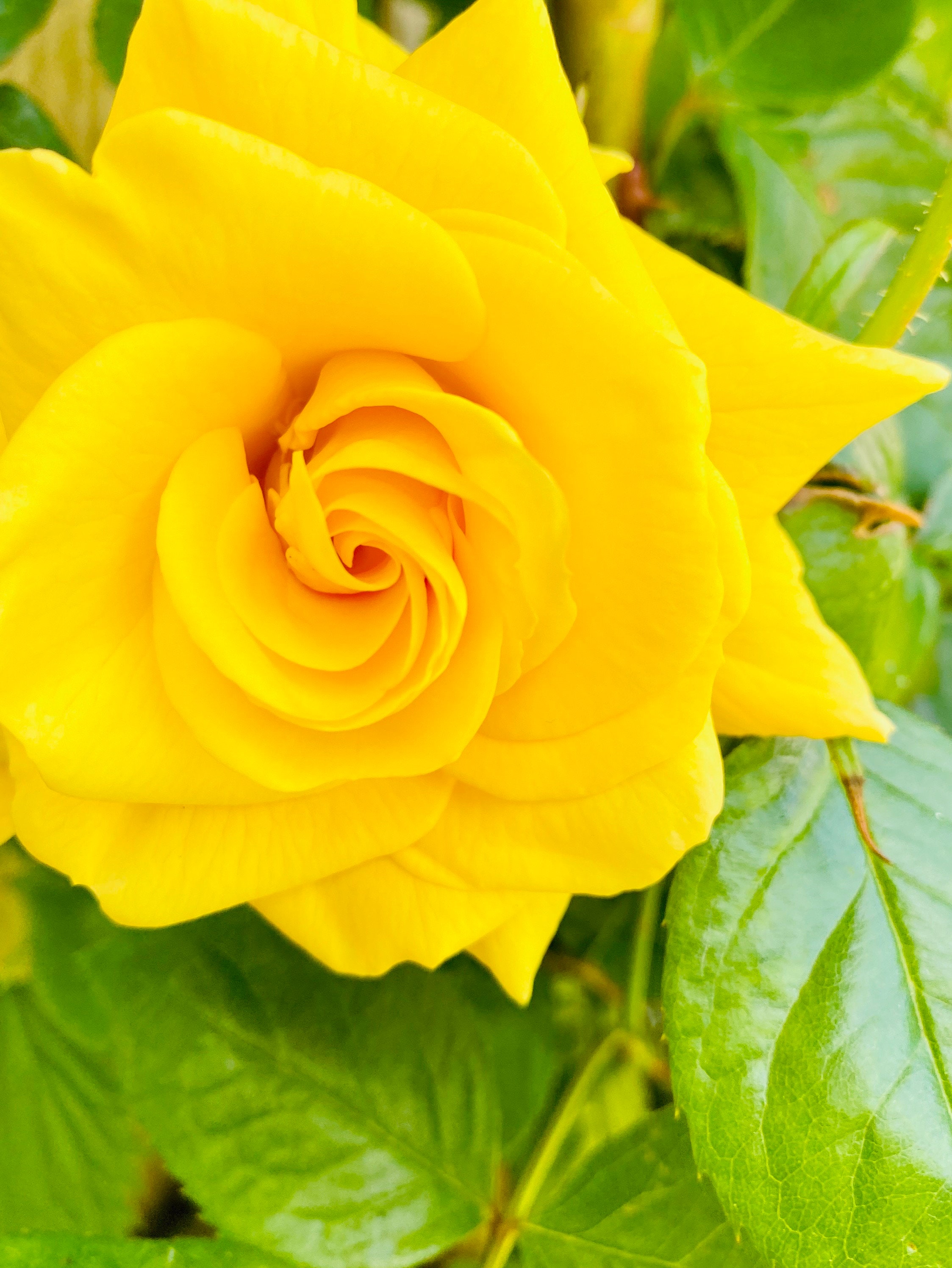 Yellow Flower Wall Art Printable Flower Photo Digital Download Stunning ...