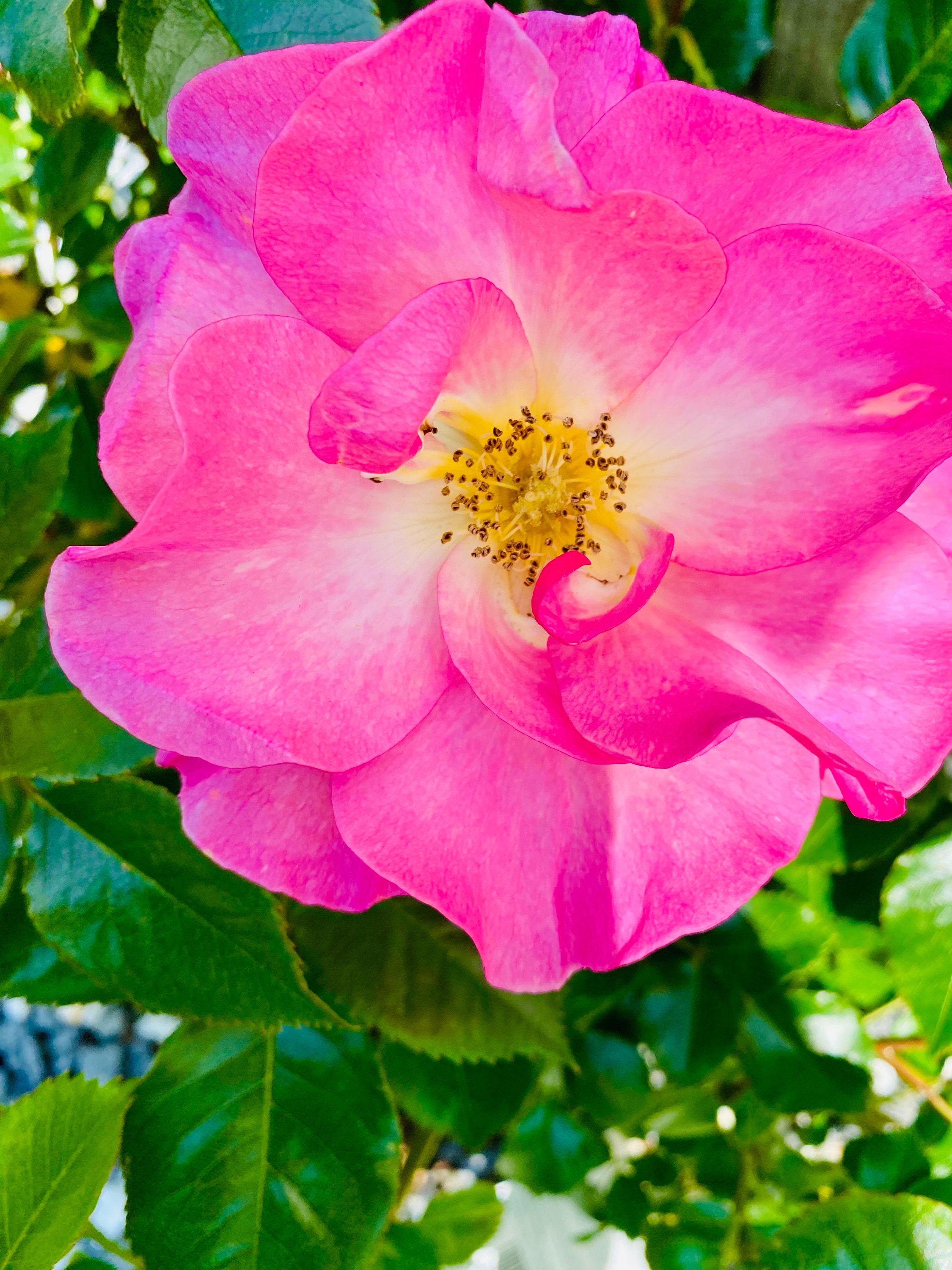 Pink Flower Wall Art, Printable Pink Flower Photo Art, Printable Flower ...