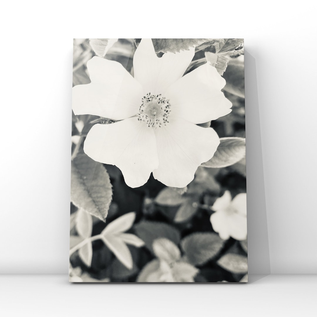 Stunning Printable Black and White Flower Print, Printable Flower Photo ...