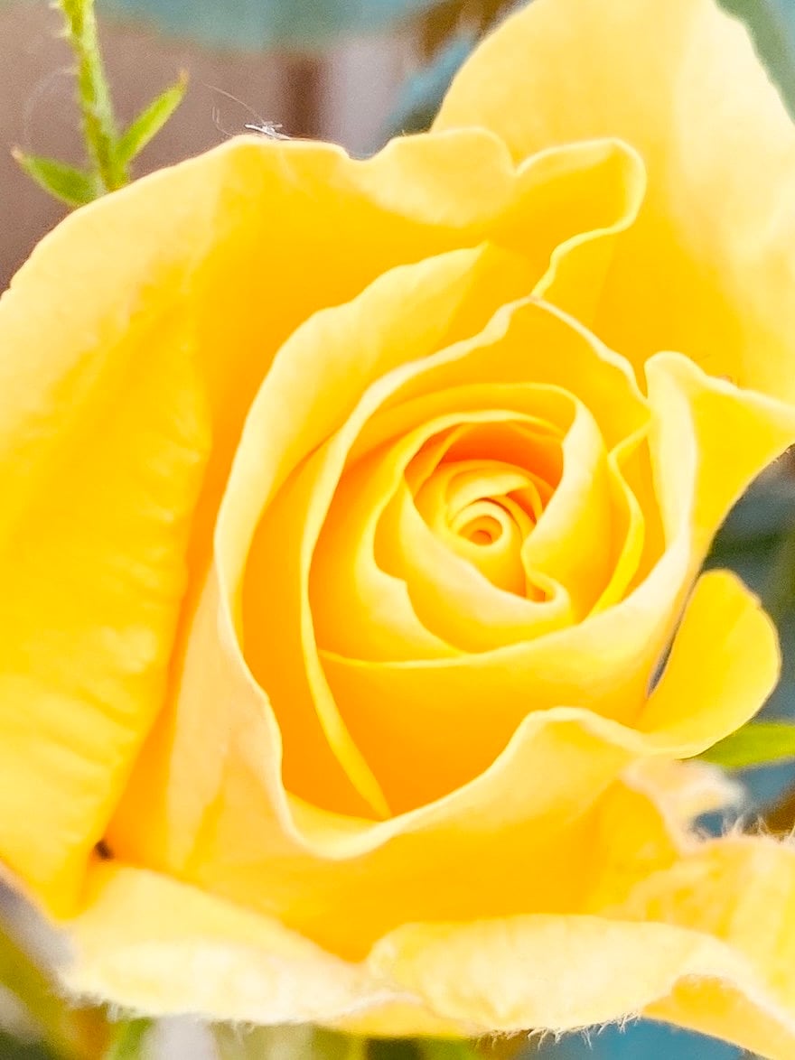 Printable Flower Photo Art, Printable Flower Photo, Digital Download ...