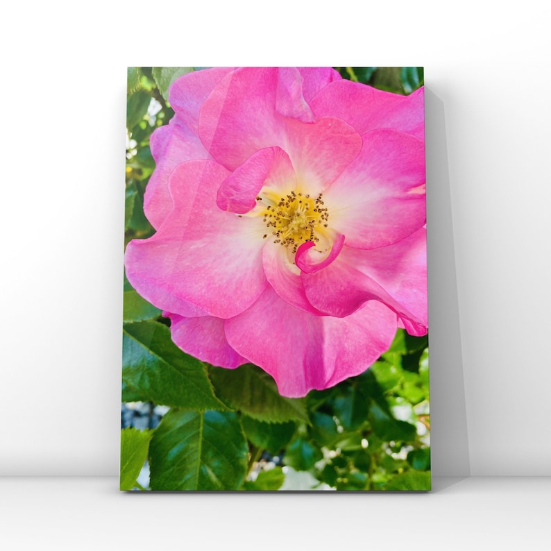 Pink Flower Wall Art, Printable Pink Flower Photo Art, Printable Flower ...