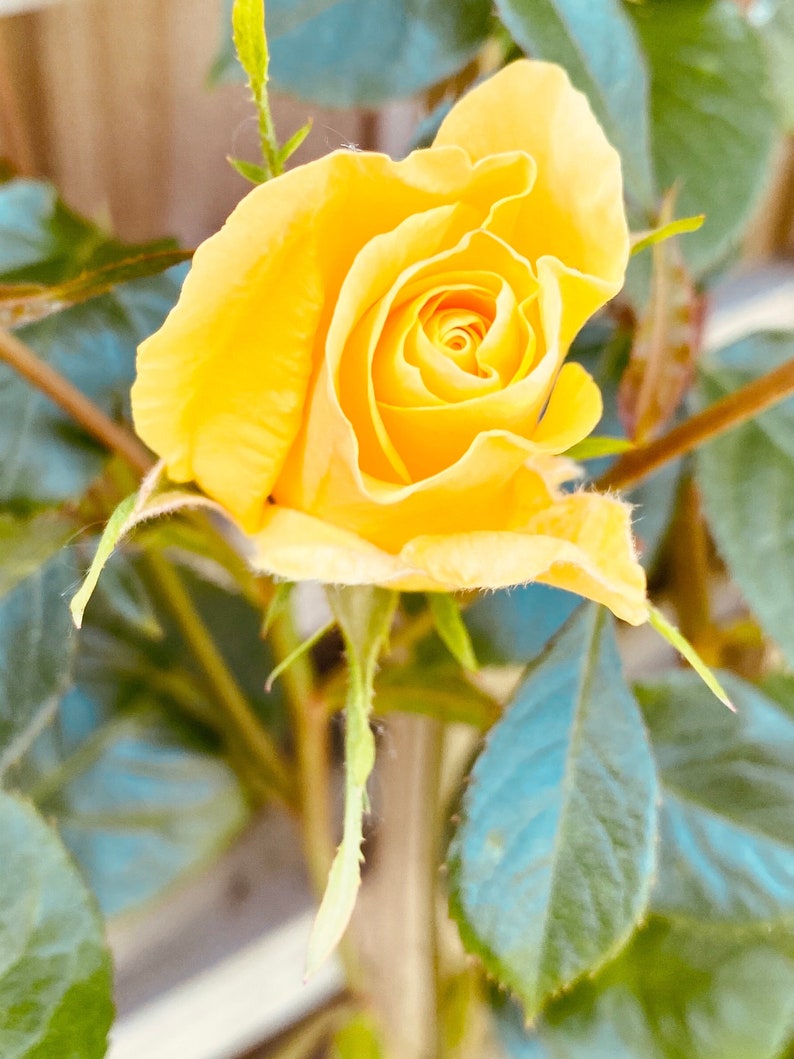 Printable Flower Photo Art Printable Flower Photo Digital - Etsy