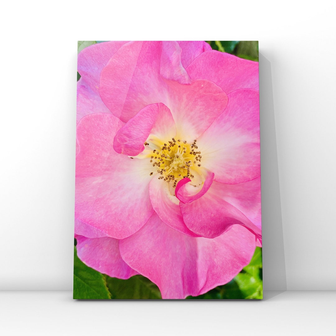 Pink Flower Wall Art, Printable Pink Flower Photo Art, Printable Flower ...