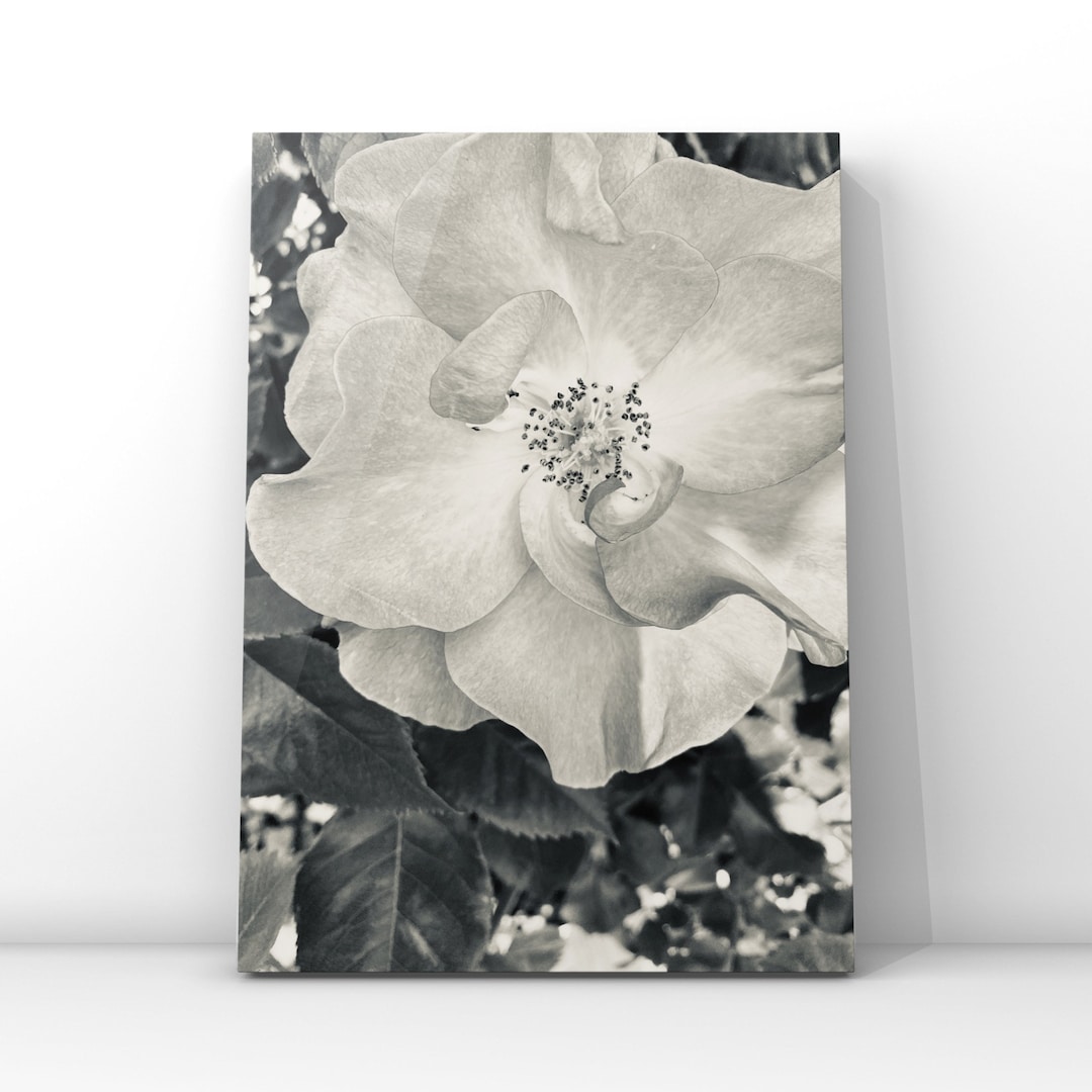 Stunning Printable Black and White Flower Print, Printable Flower Photo ...