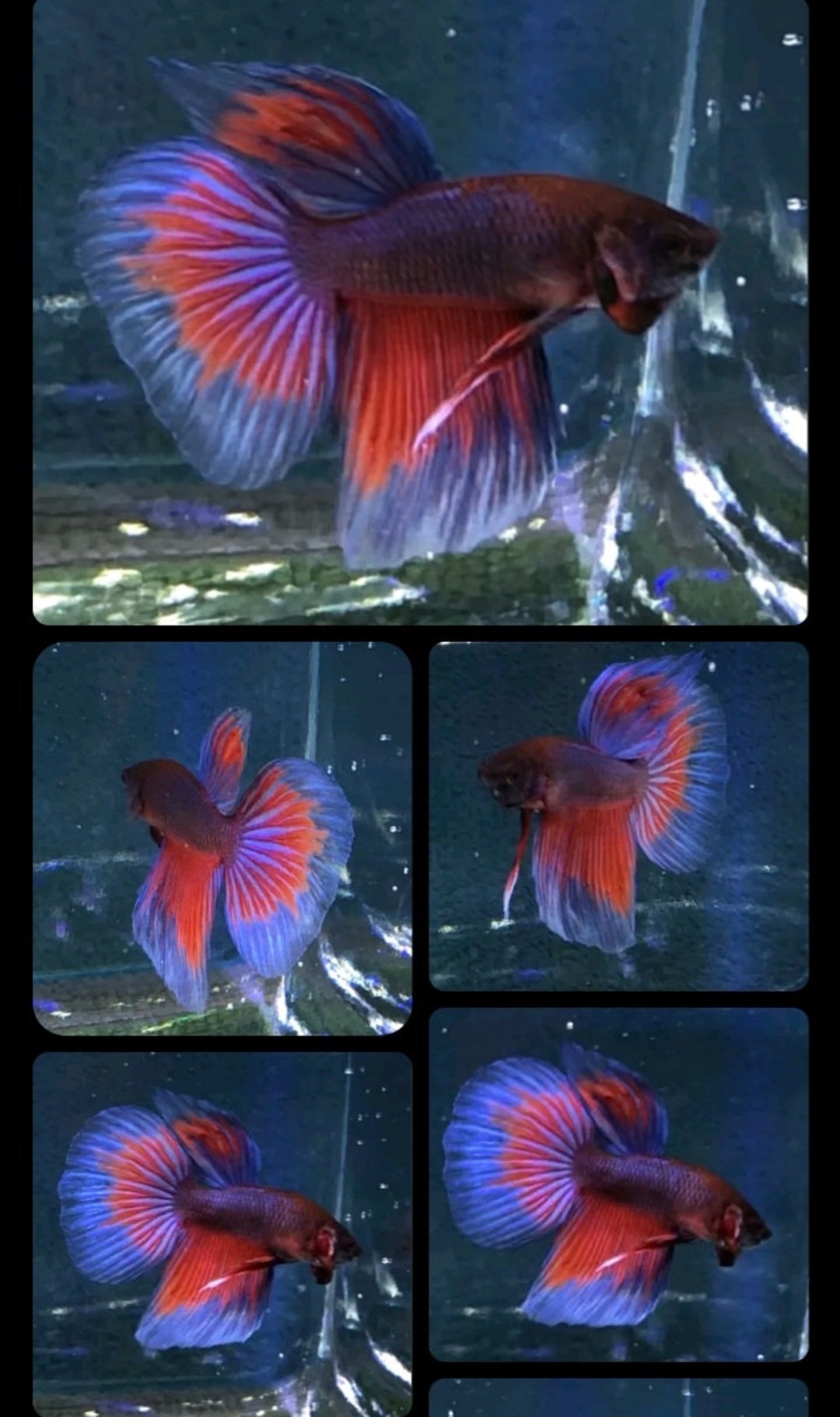 Purple Red Marble Veiltail Betta Male coming Soon - Etsy