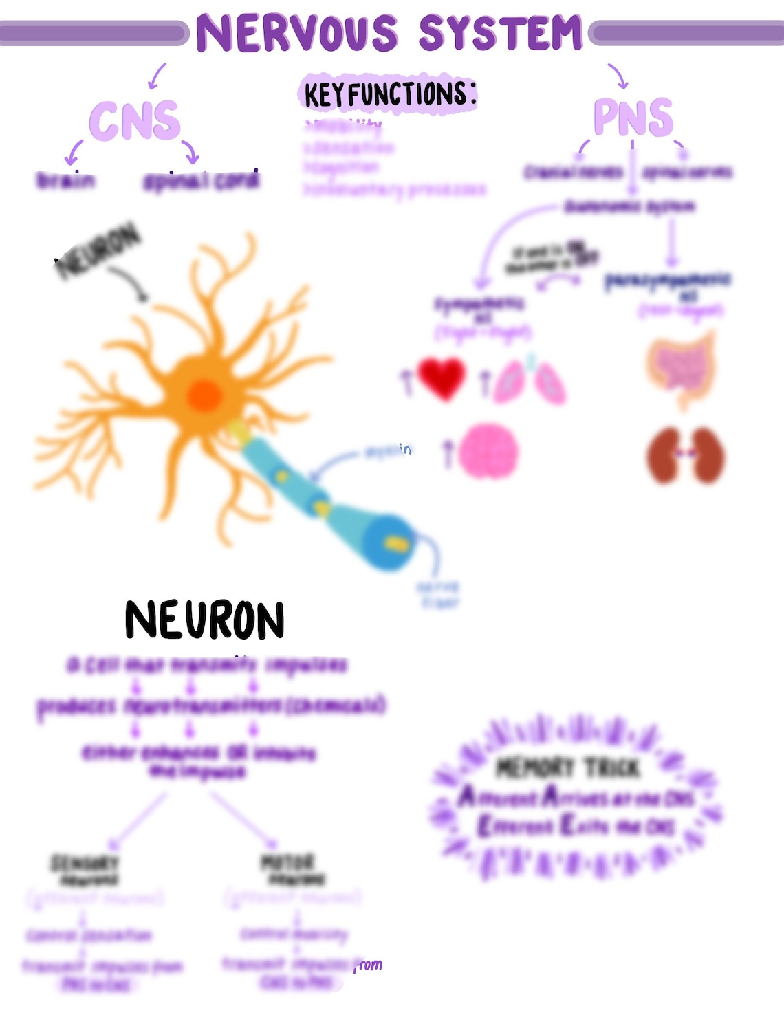 Handwritten Nursing Nervous System Study Guide 1 Page Digital Download ...