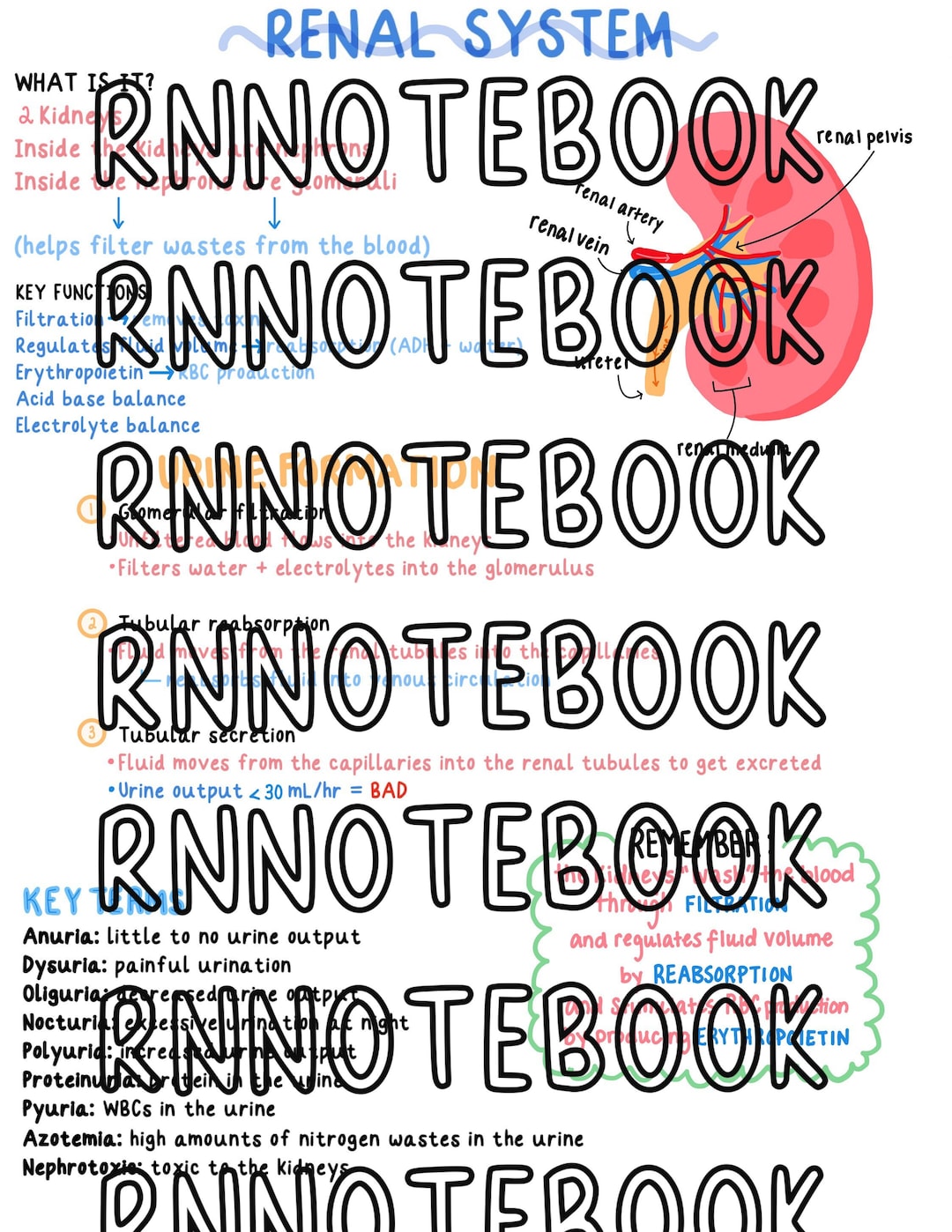 Handwritten Nursing Renal System Study Guide | 1 Page Digital Download ...