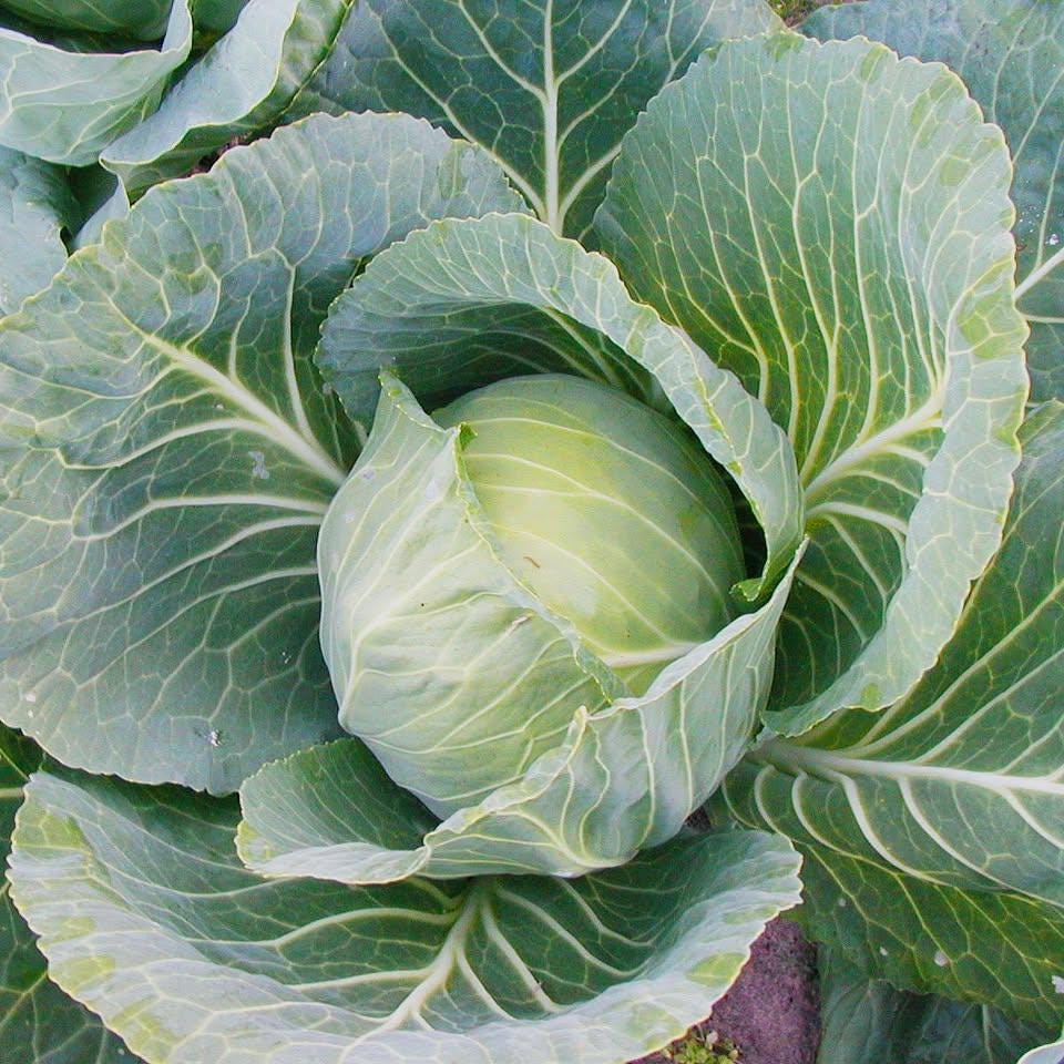 Four Cabbage Varieties in One Pack (individually Packed) - Etsy
