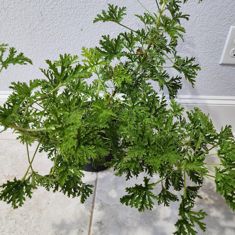 Mosquito Plant - Etsy