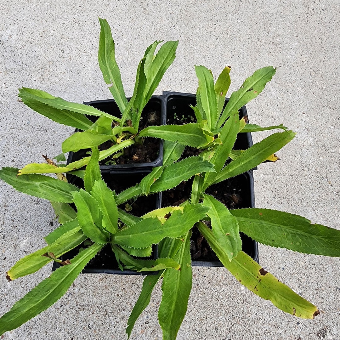 Culantro Plants 2 Pk Mexican Cilantro grown in USA - Etsy