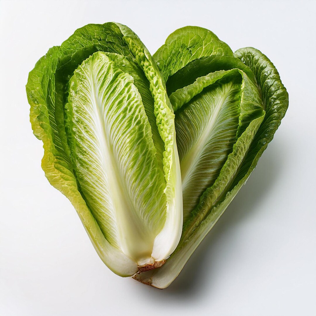 Lettuce- Romaine - Little Caesar- 200 Seeds - Etsy